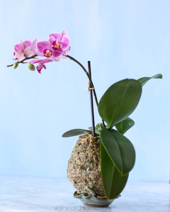 Orchid Anatomy and Terminology – Orchid Bliss