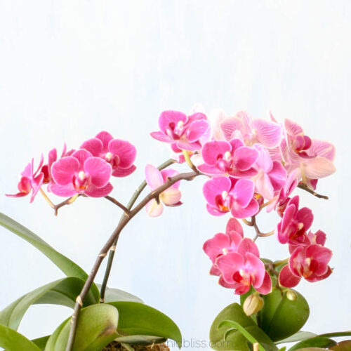 Back to School with Orchids – Orchid Bliss