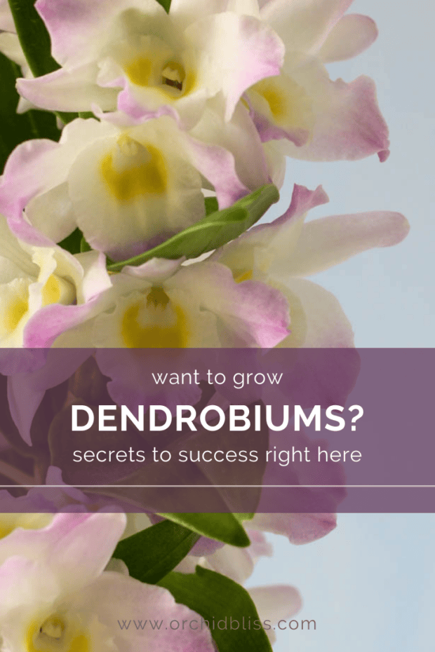 24 Beautiful Dendrobium Orchids That Are Easy to Grow at Home – Orchid ...