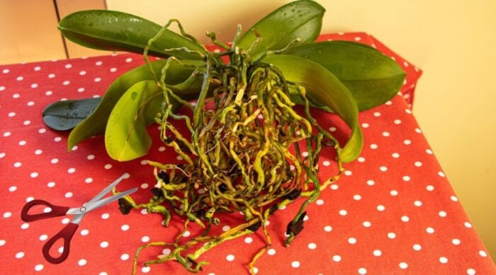 Trimming Orchid Roots: The Complete Guide - Orchid Bliss