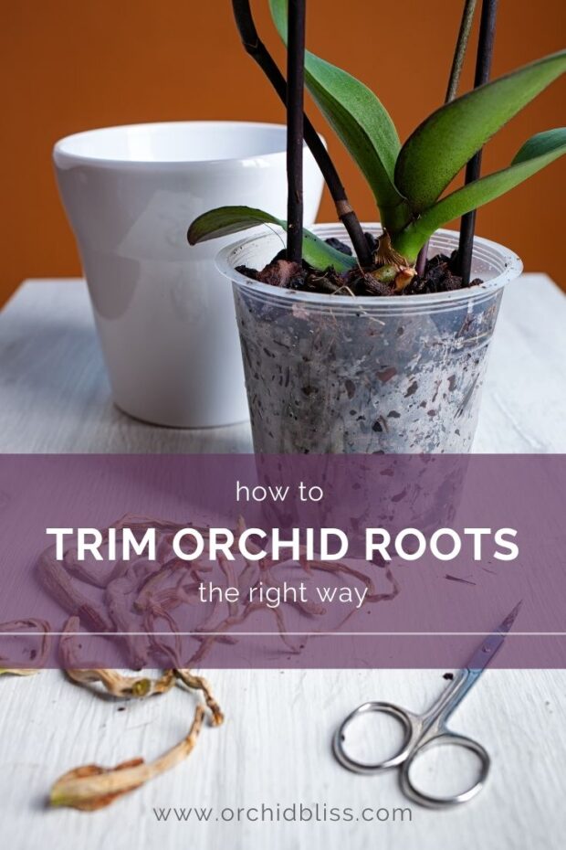 Trimming Orchid Roots: The Complete Guide – Orchid Bliss