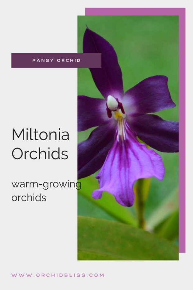Miltonia Orchid Care: The Complete Guide – Orchid Bliss