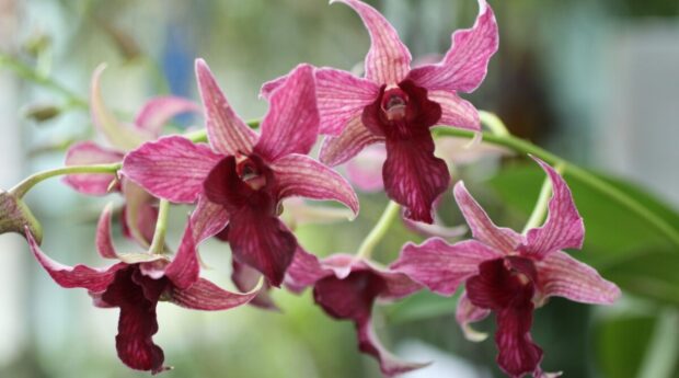 Will Orchids Grow New Stems? What You Need to Know – Orchid Bliss