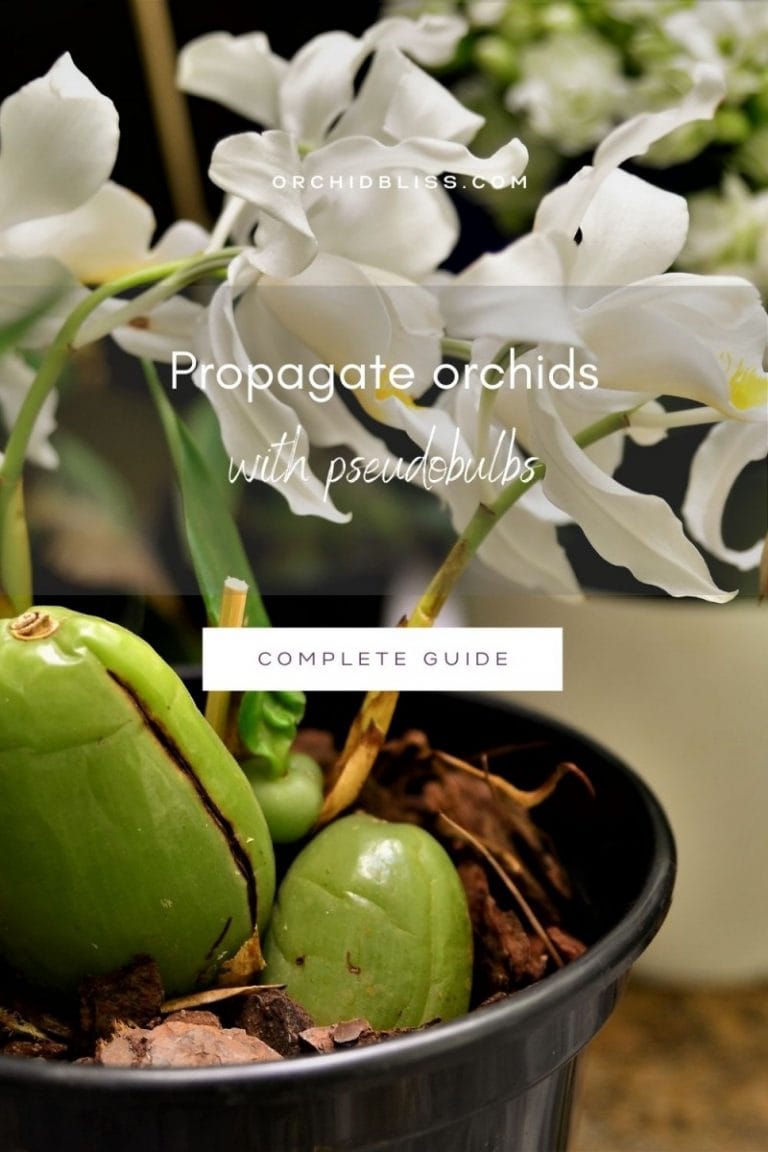How to Grow Orchids From Seeds: Everything You Need to Know – Orchid Bliss