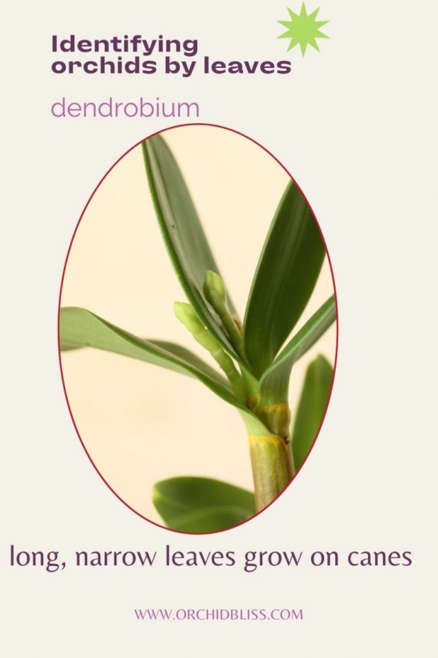 How to Identify Orchids: The Comprehensive Guide – Orchid Bliss