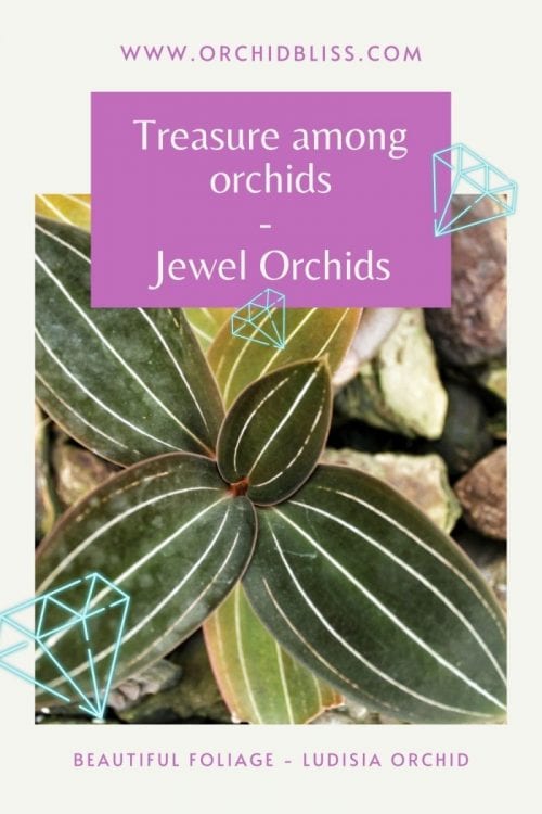 Jewel Orchid Care – The Complete Guide – Orchid Bliss