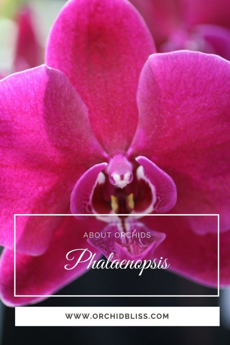How to Identify Orchids: The Comprehensive Guide – Orchid Bliss