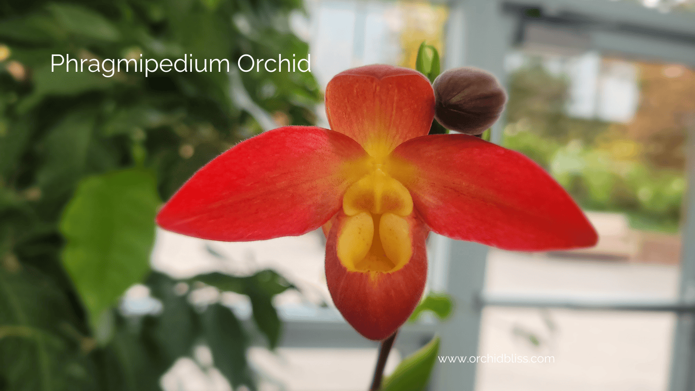 How to Care for Phragmipedium Orchids: A Guide for Success – Orchid Bliss