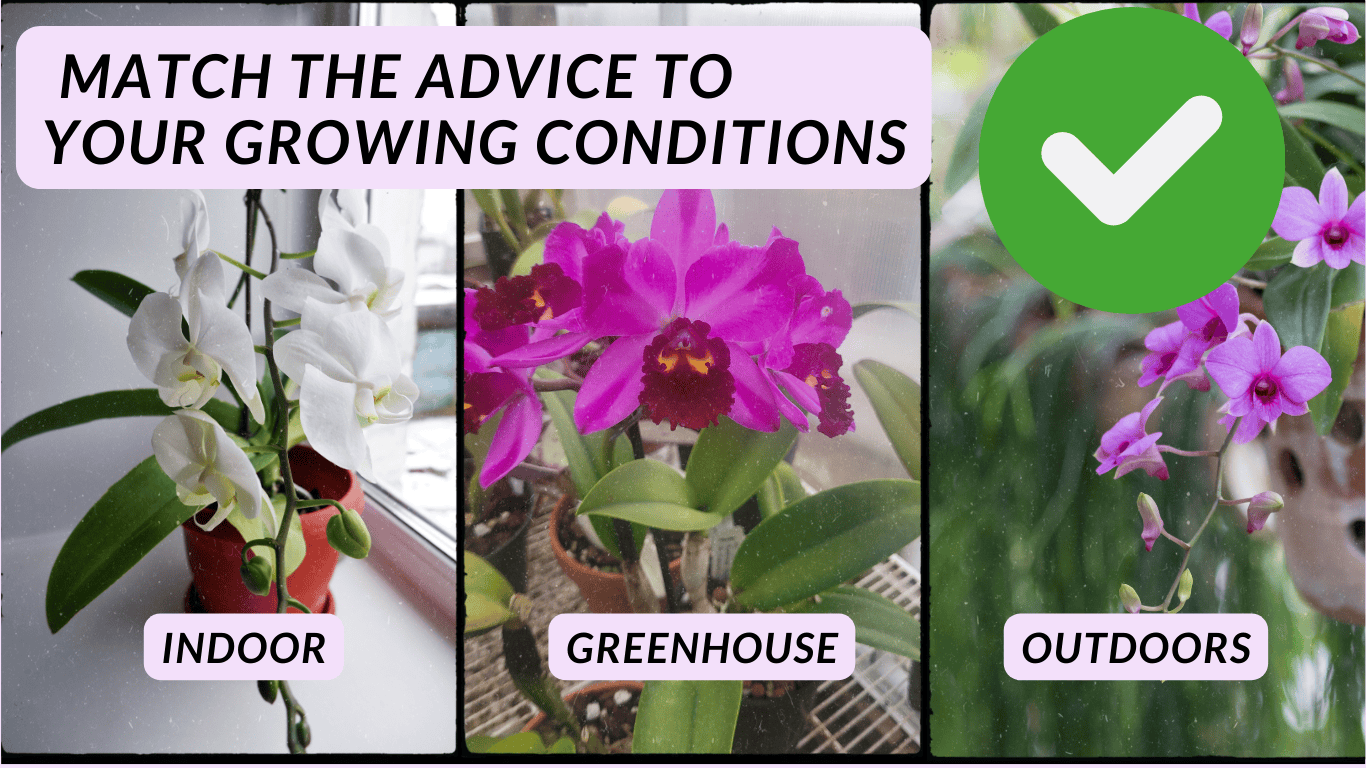 Making Sense of Orchid Advice Online: How to Know What Really Works ...