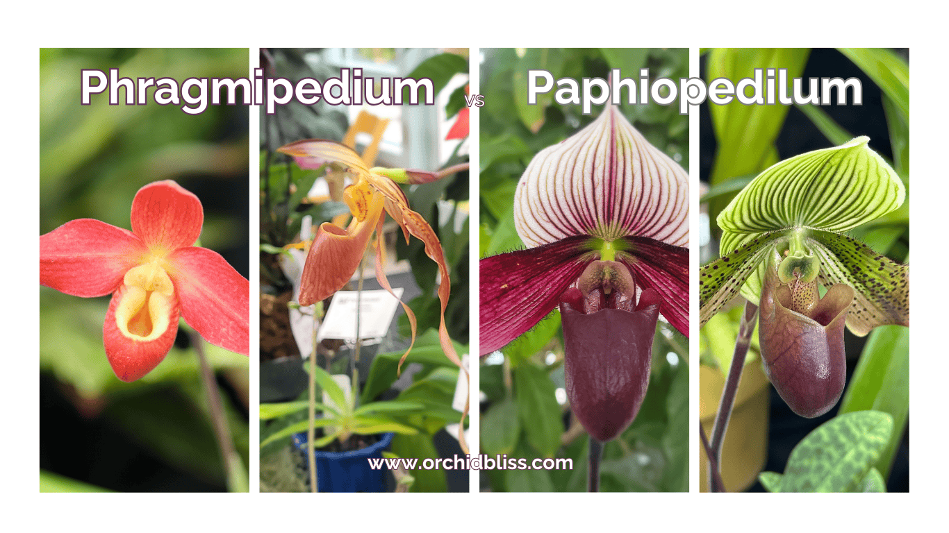 How to Care for Phragmipedium Orchids: A Guide for Success – Orchid Bliss