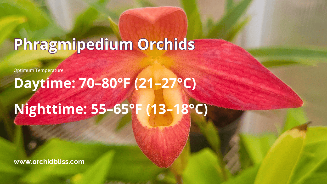 How to Care for Phragmipedium Orchids: A Guide for Success – Orchid Bliss