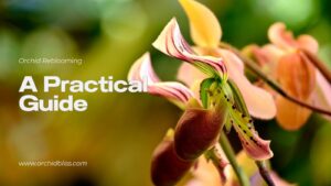 A Practical Guide to Reblooming Orchids – Orchid Bliss