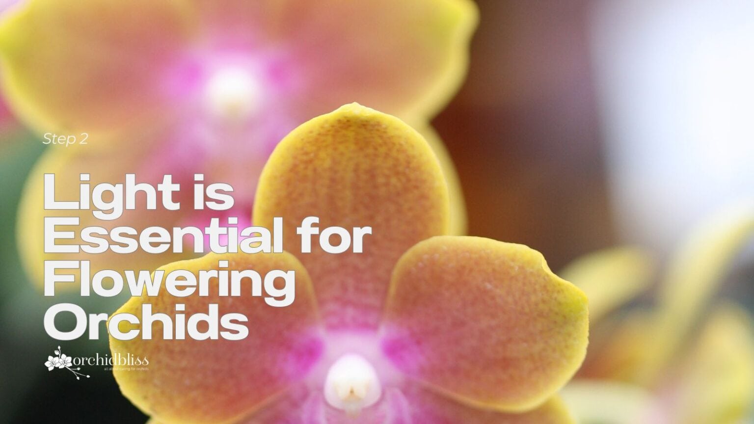 A Practical Guide to Reblooming Orchids – Orchid Bliss