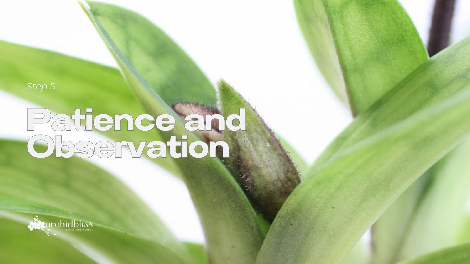 A Practical Guide to Reblooming Orchids – Orchid Bliss