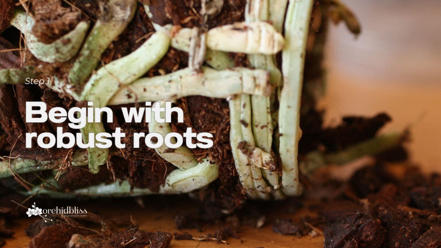 A Practical Guide to Reblooming Orchids – Orchid Bliss