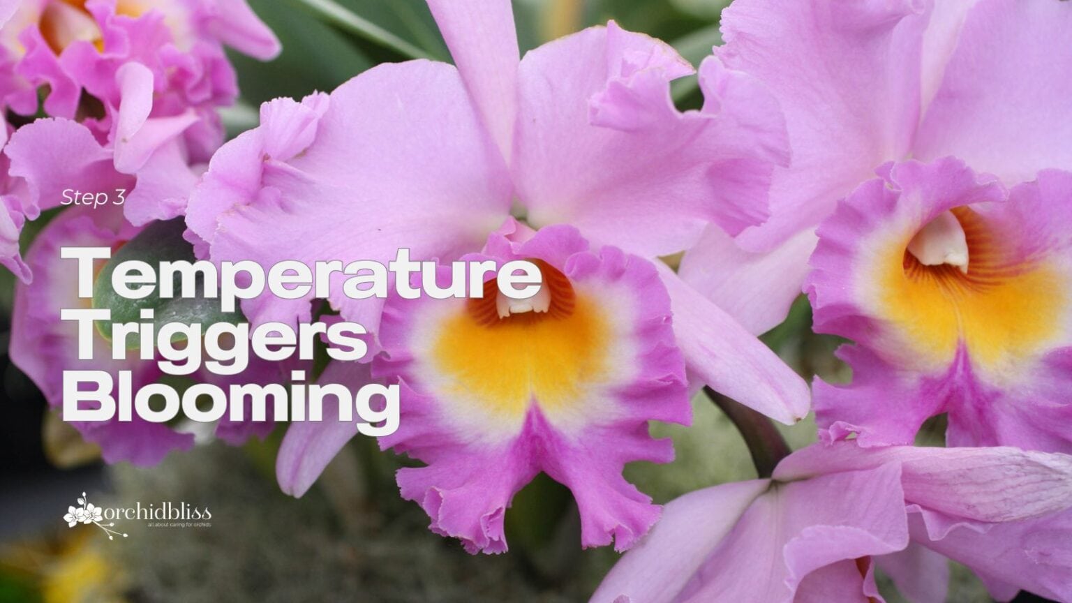 A Practical Guide to Reblooming Orchids – Orchid Bliss